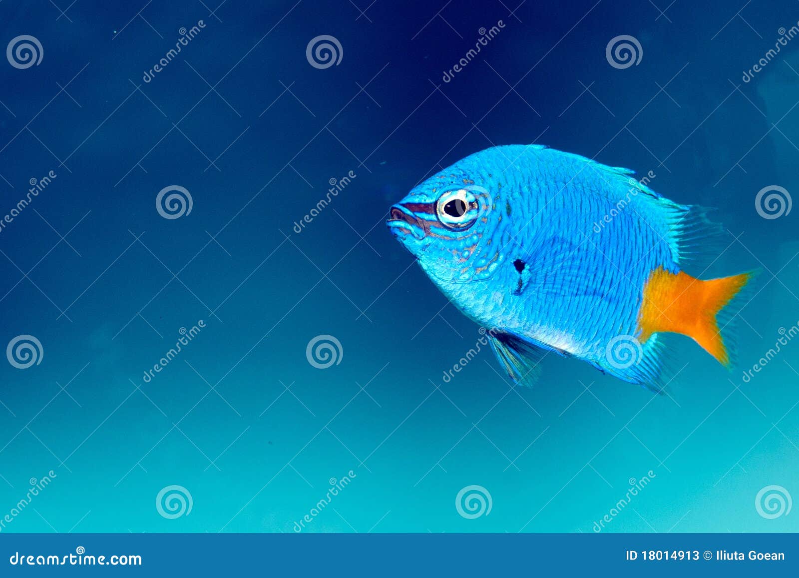 Yellowtail Damselfish (Chrysiptera Parasema) Stock Image - Image of ...
