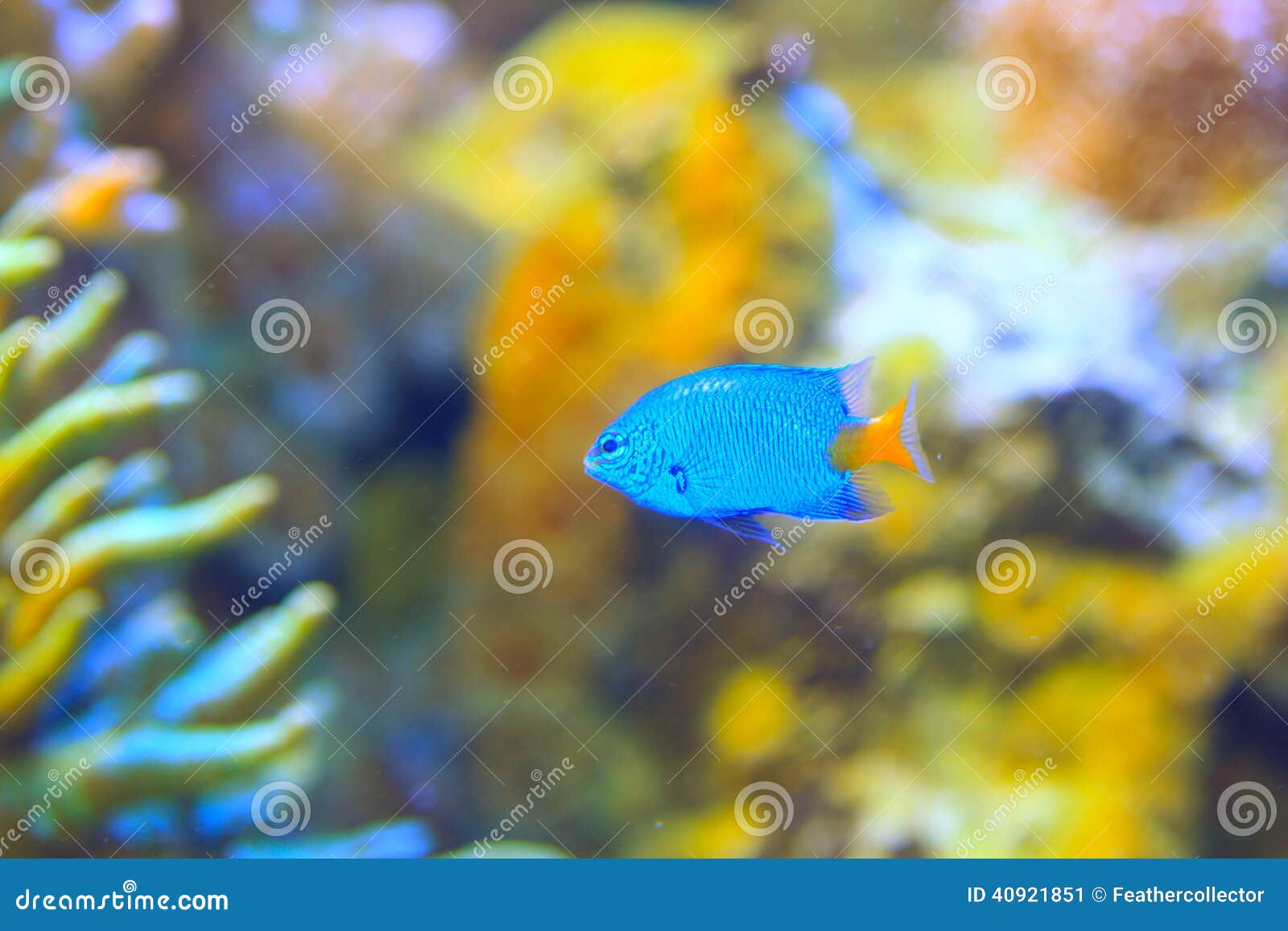 Yellowtail Damselfish stock image. Image of travel, beautiful - 40921851