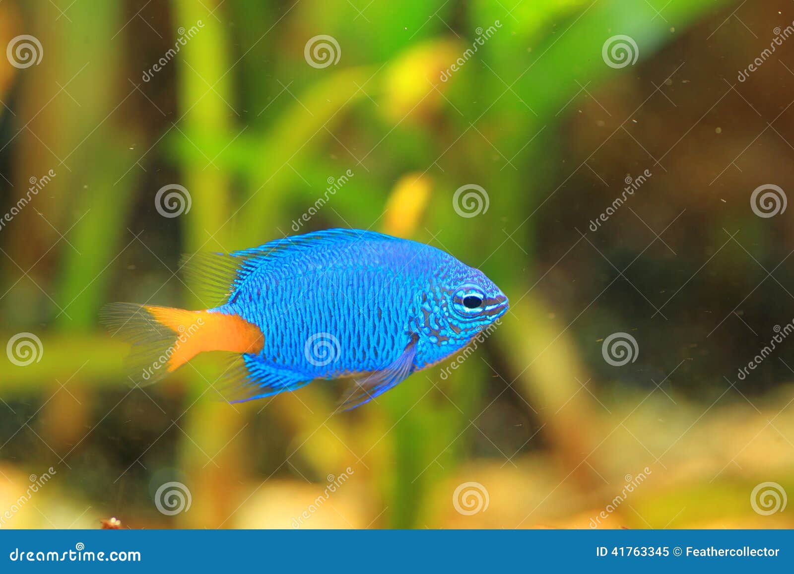 Yellowtail Damselfish stock image. Image of close, parasema - 41763345