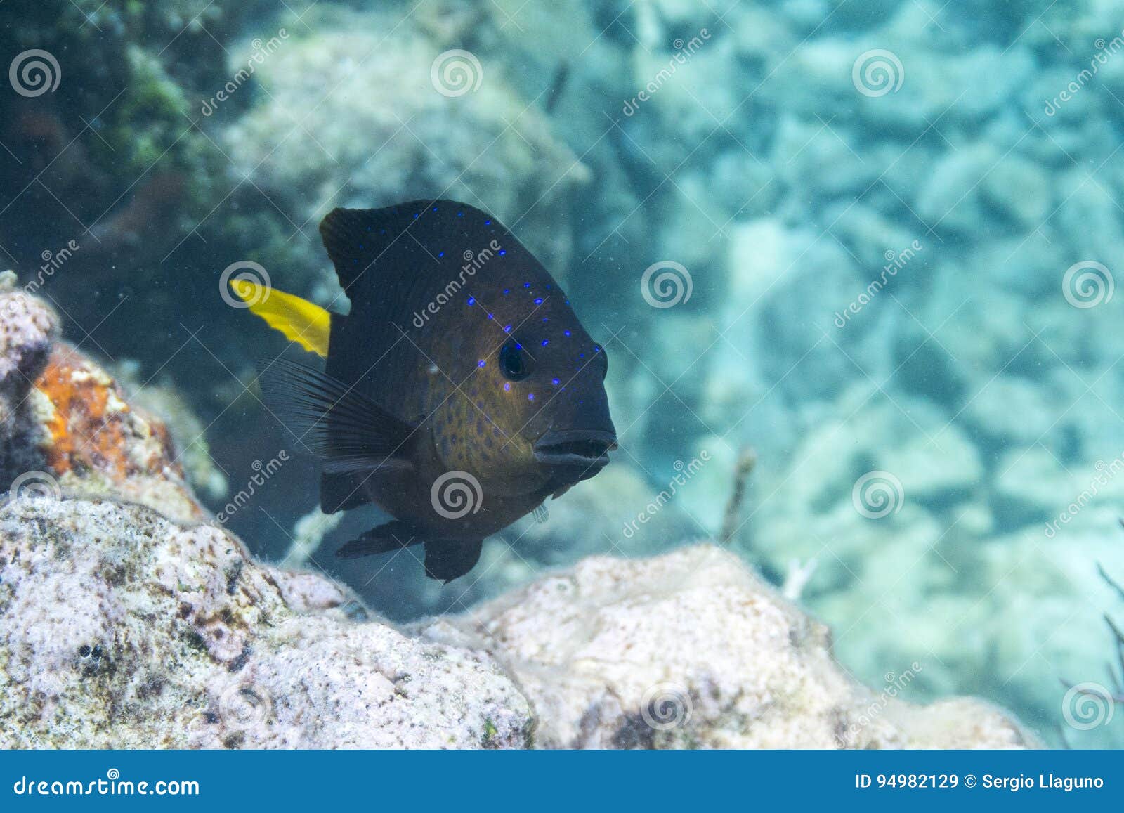 Yellowtail Damselfish stock image. Image of damselfish - 94982129