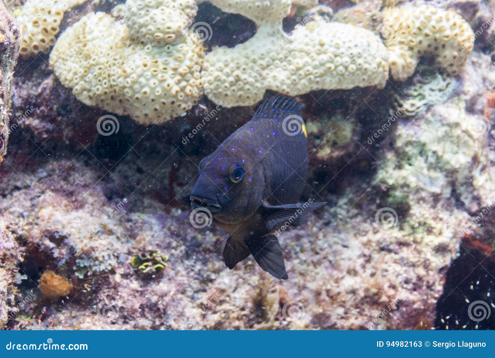 Yellowtail Damselfish stock image. Image of jewel, yellowtail - 94982163
