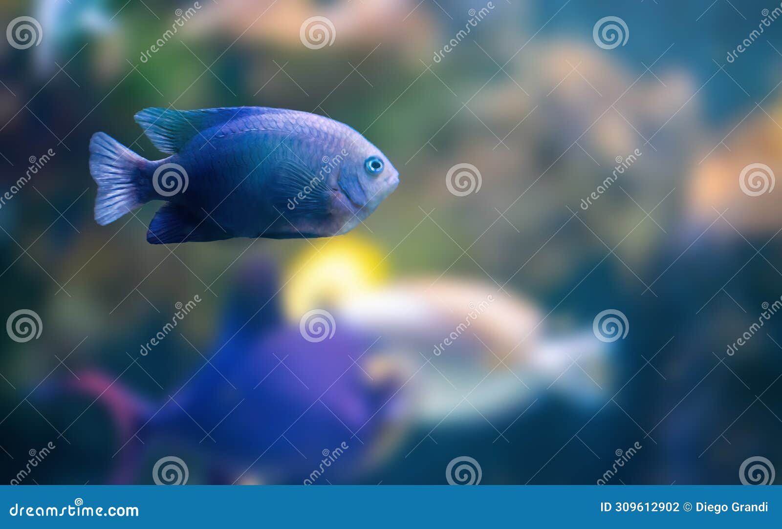Yellowtail Damselfish - Marine Fish Stock Photo - Image of ...