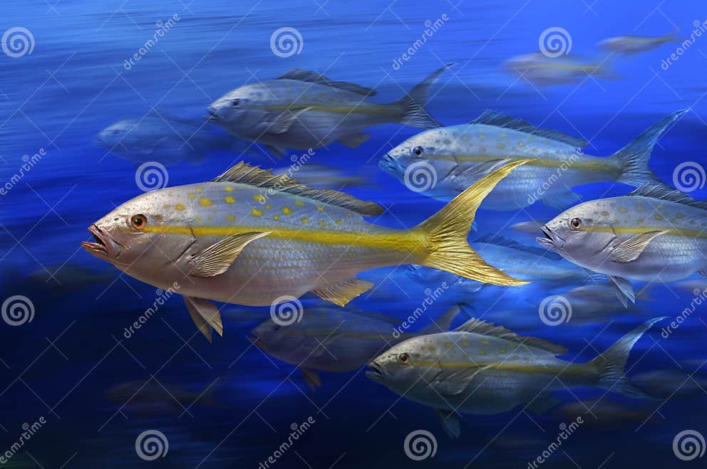 Yellowtail fish stock photo. Image of fish, inland, environment - 13021196