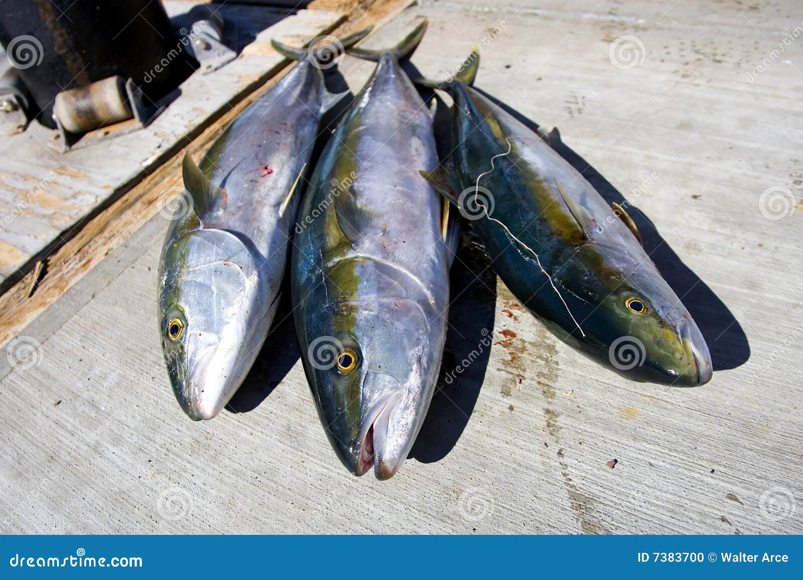 Yellowtail Fish stock photo. Image of deck, catch, isolated - 7383700