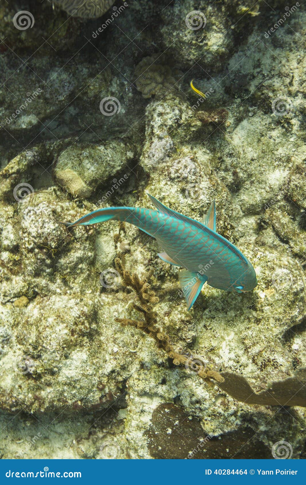 Yellowtail parrotfish stock photo. Image of water, dream - 40284464