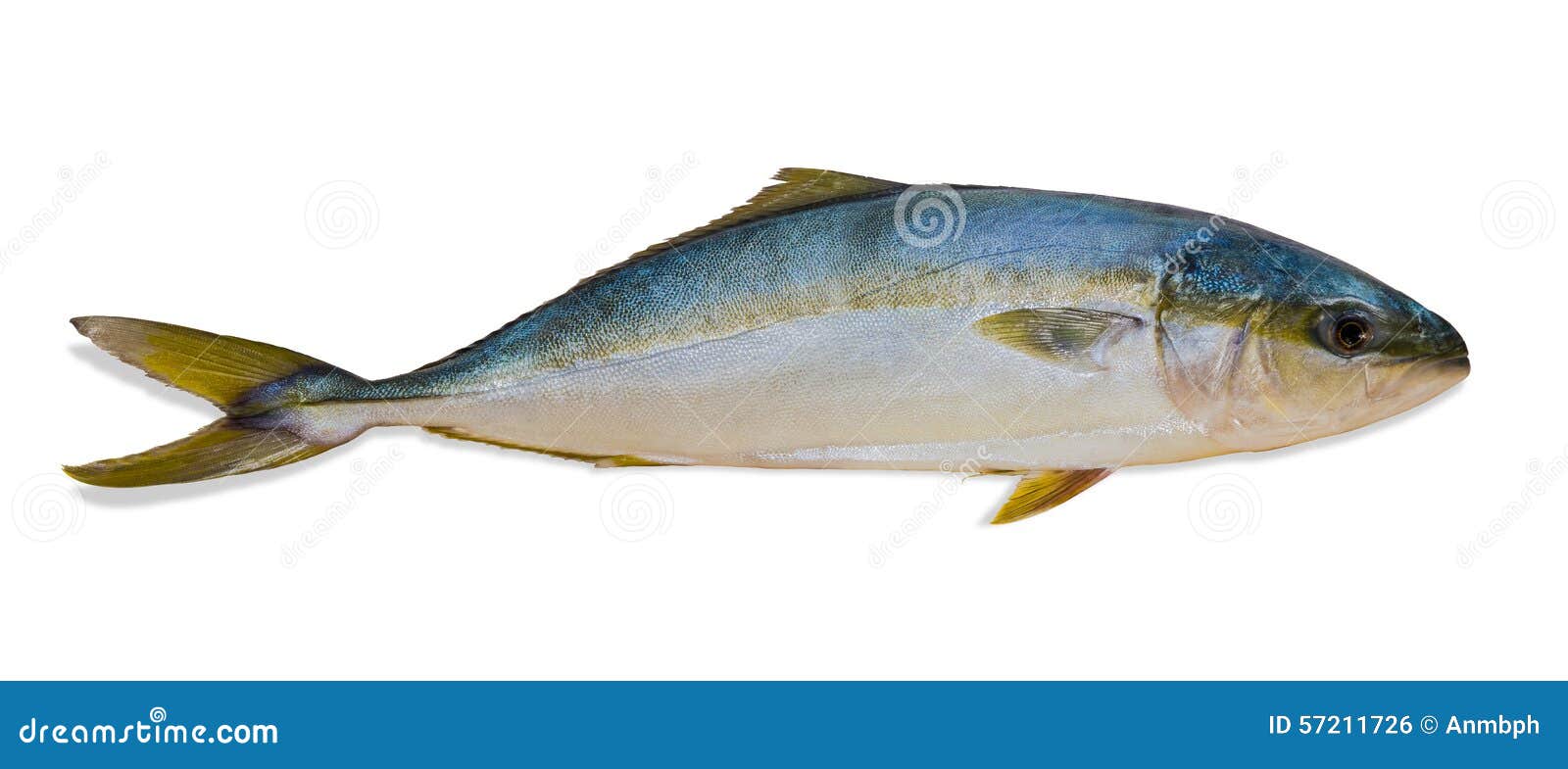Yellowtail Redondos Enteros De Los Pescados Foto de archivo - Imagen de ...