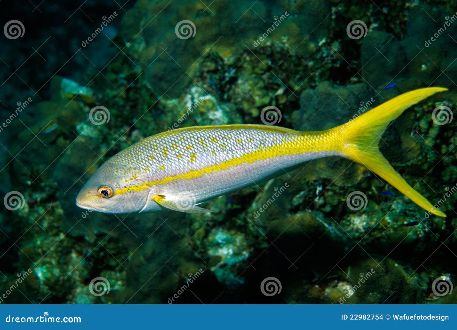 Yellowtail-Snapper stock photo. Image of fish, swimming - 22982754