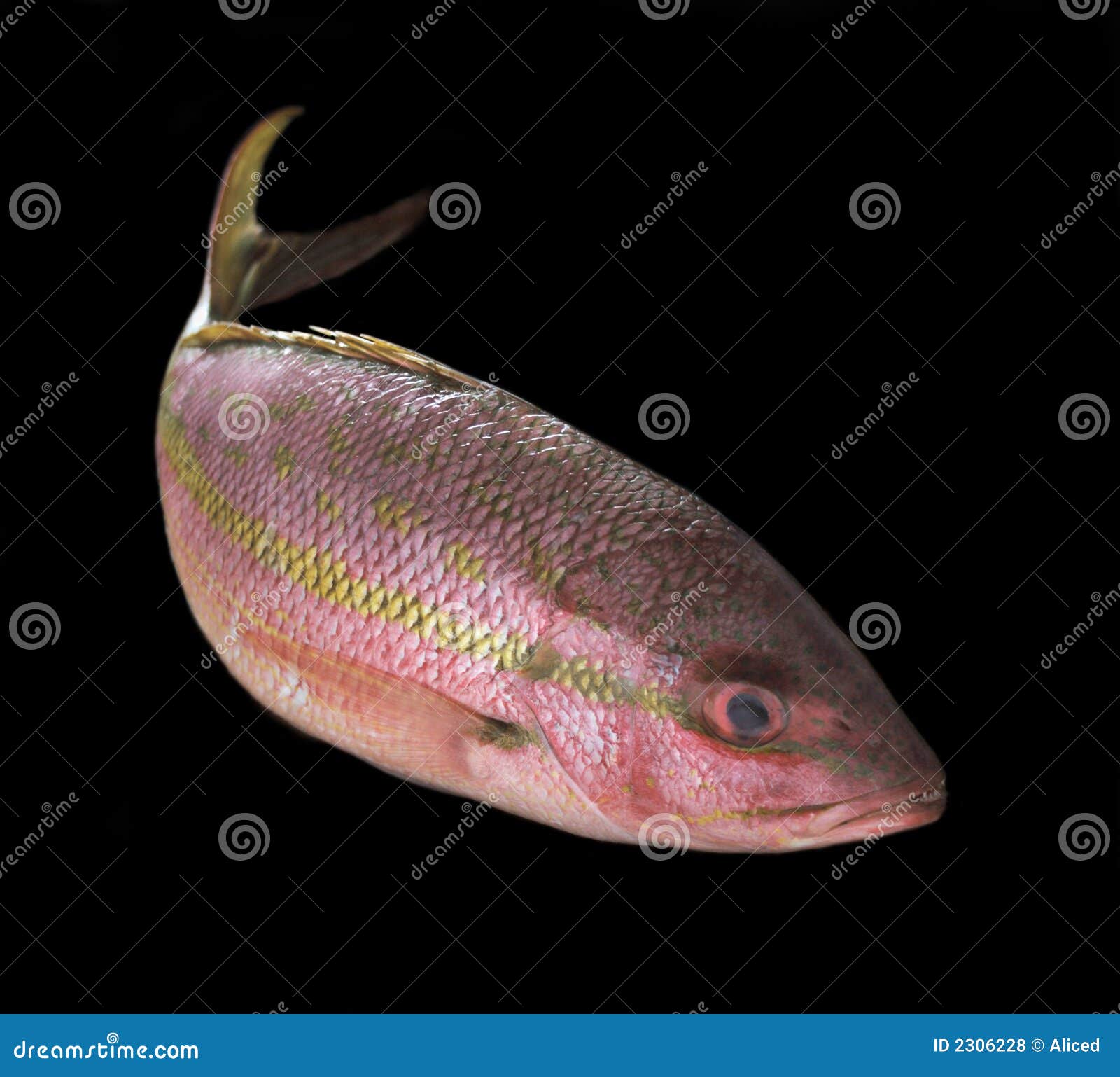 Fresh Yellowtail Snapper Or Ocyurus Chrysurus In The Sink Royalty-Free ...
