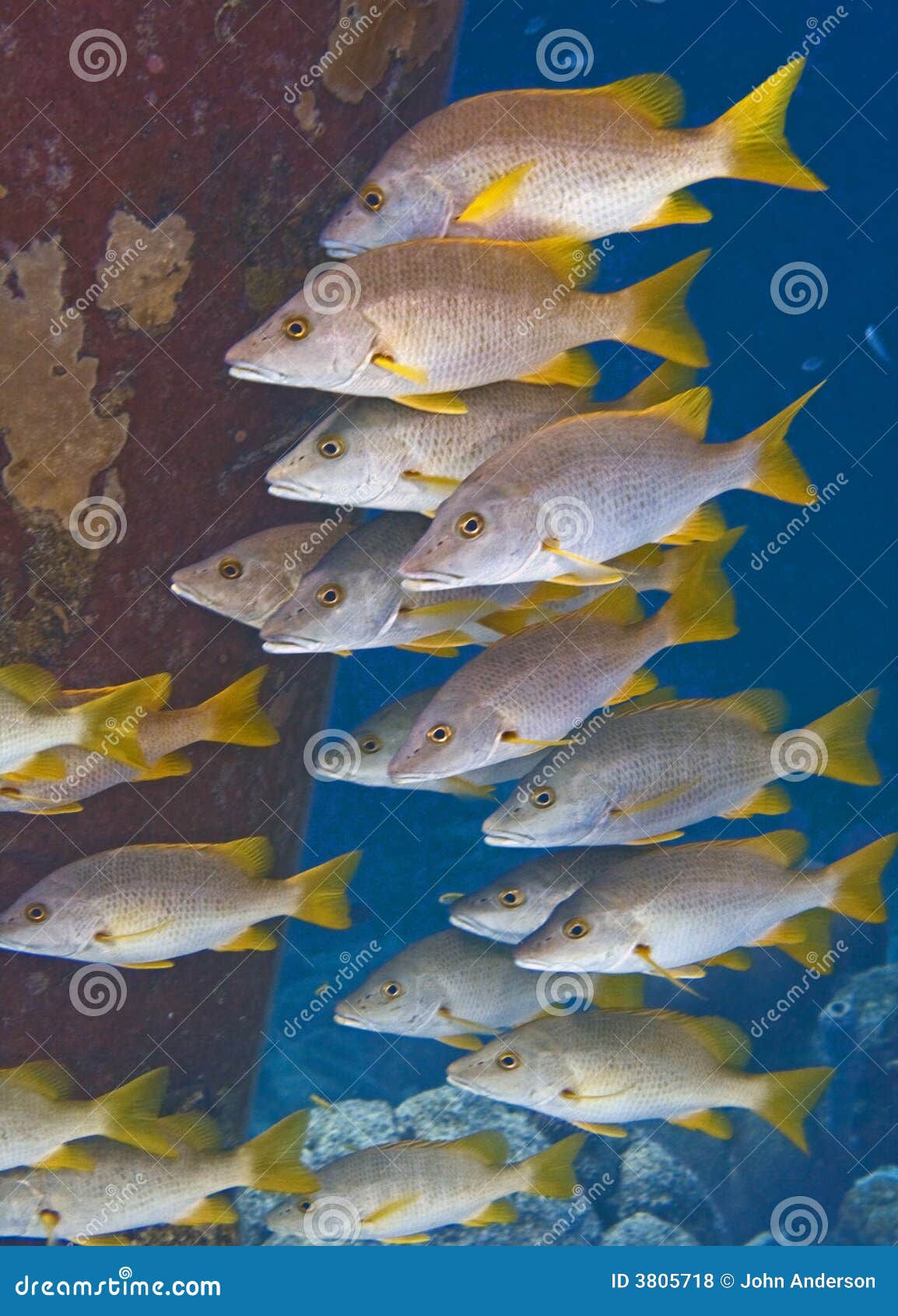 Yellowtail snapper stock photo. Image of fish, diving - 3805718