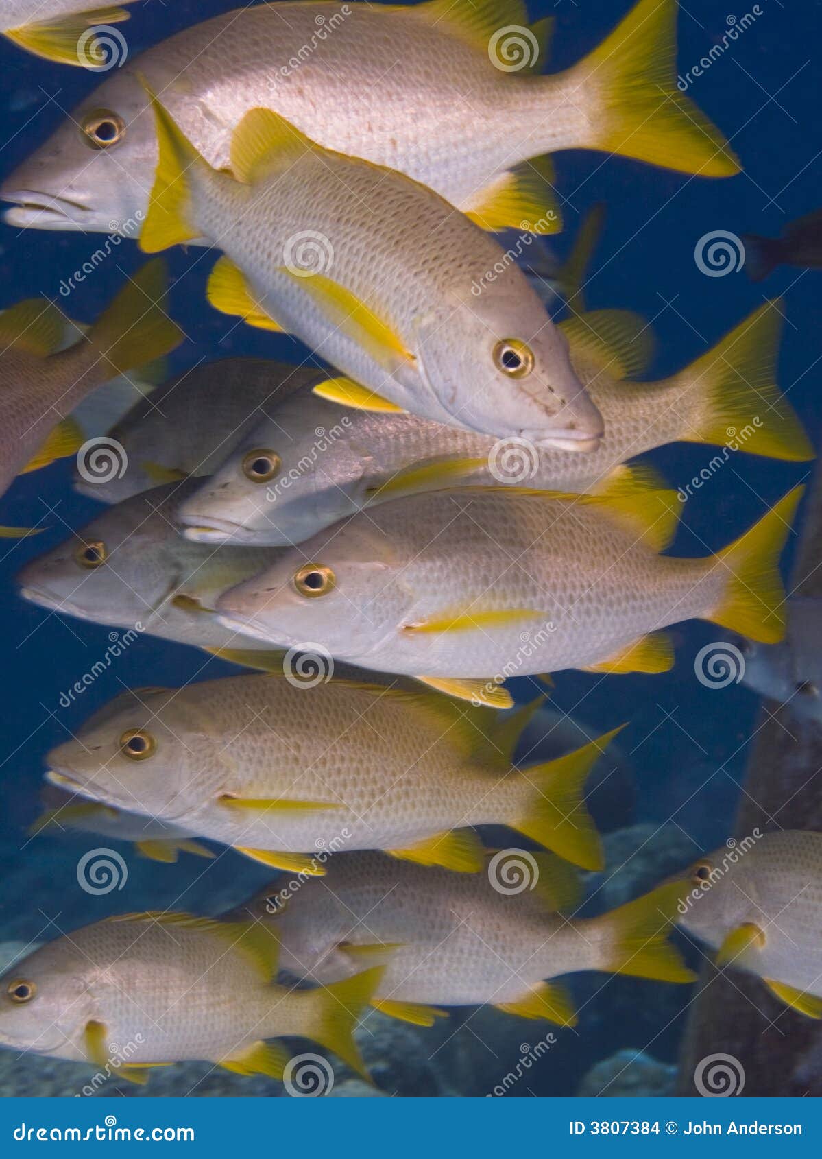 Yellowtail snapper stock photo. Image of yellowtail, underwater - 3807384