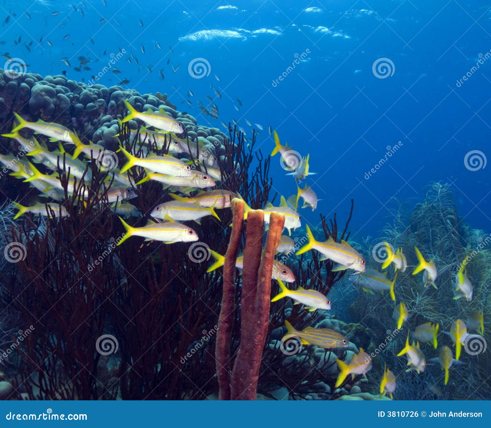 Yellowtail snapper stock photo. Image of underwater, fish - 3810726