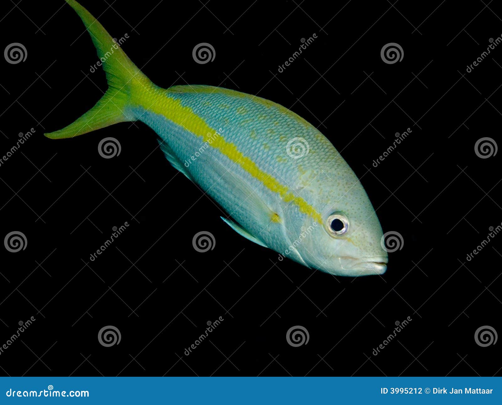 Yellowtail Snapper stock photo. Image of marine, diver - 3995212