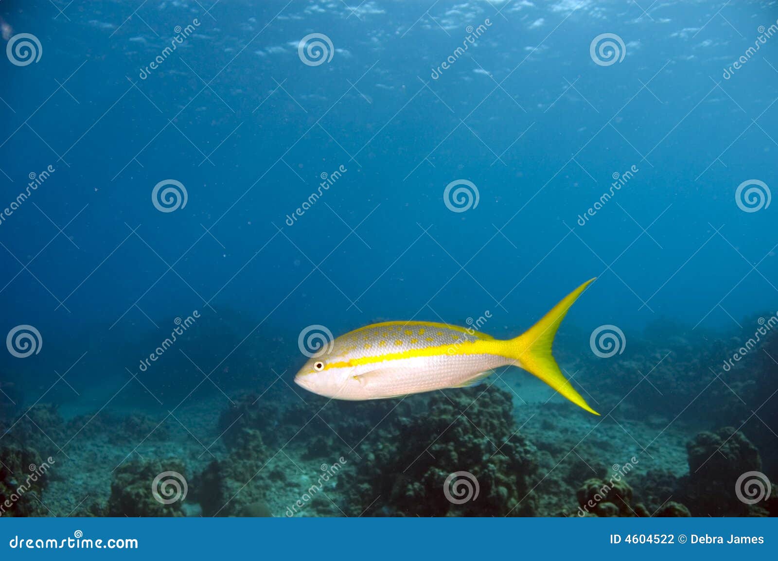 Yellowtail snapper stock photo. Image of ocyurus, marine - 4604522