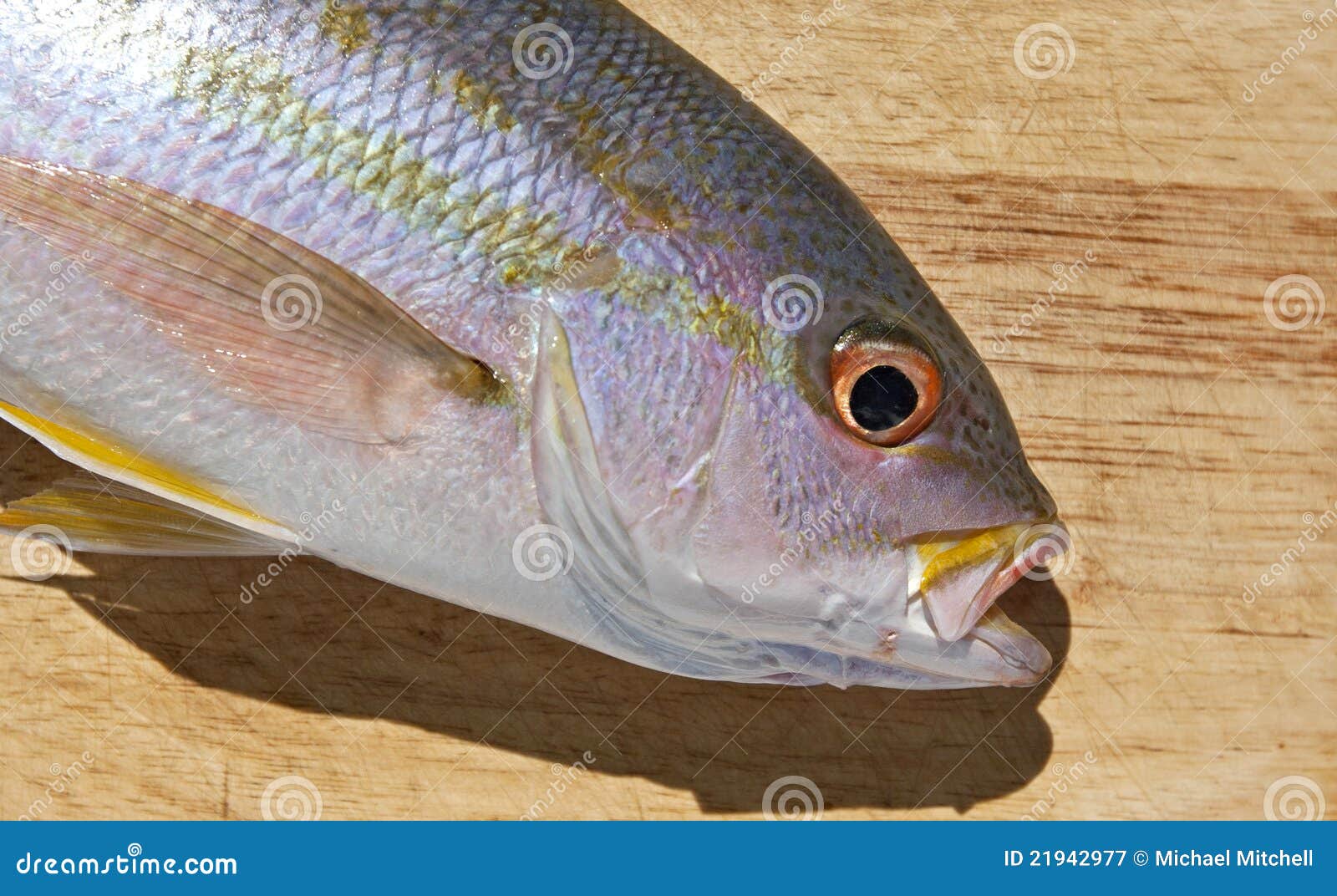 Yellowtail Snapper Fish Stock Image | CartoonDealer.com #120073657