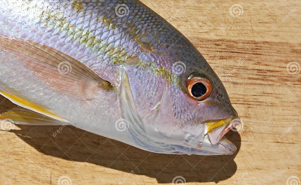 Yellowtail Snapper on Cutting Board Stock Image - Image of marine, life ...