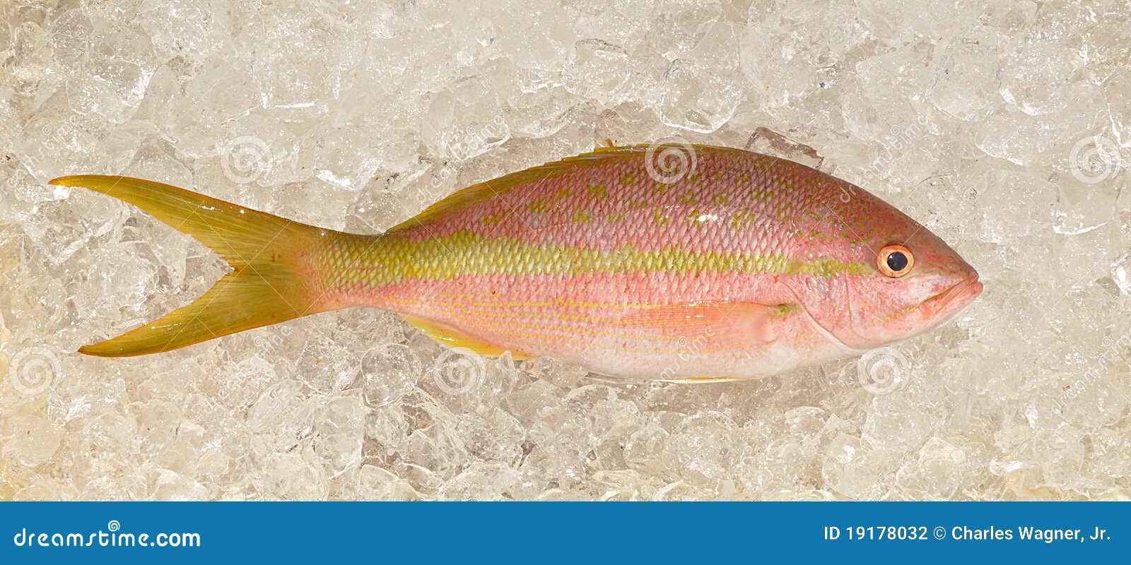 Yellowtail Snapper Fish on Ice Stock Photo - Image of aquatic, fishing ...