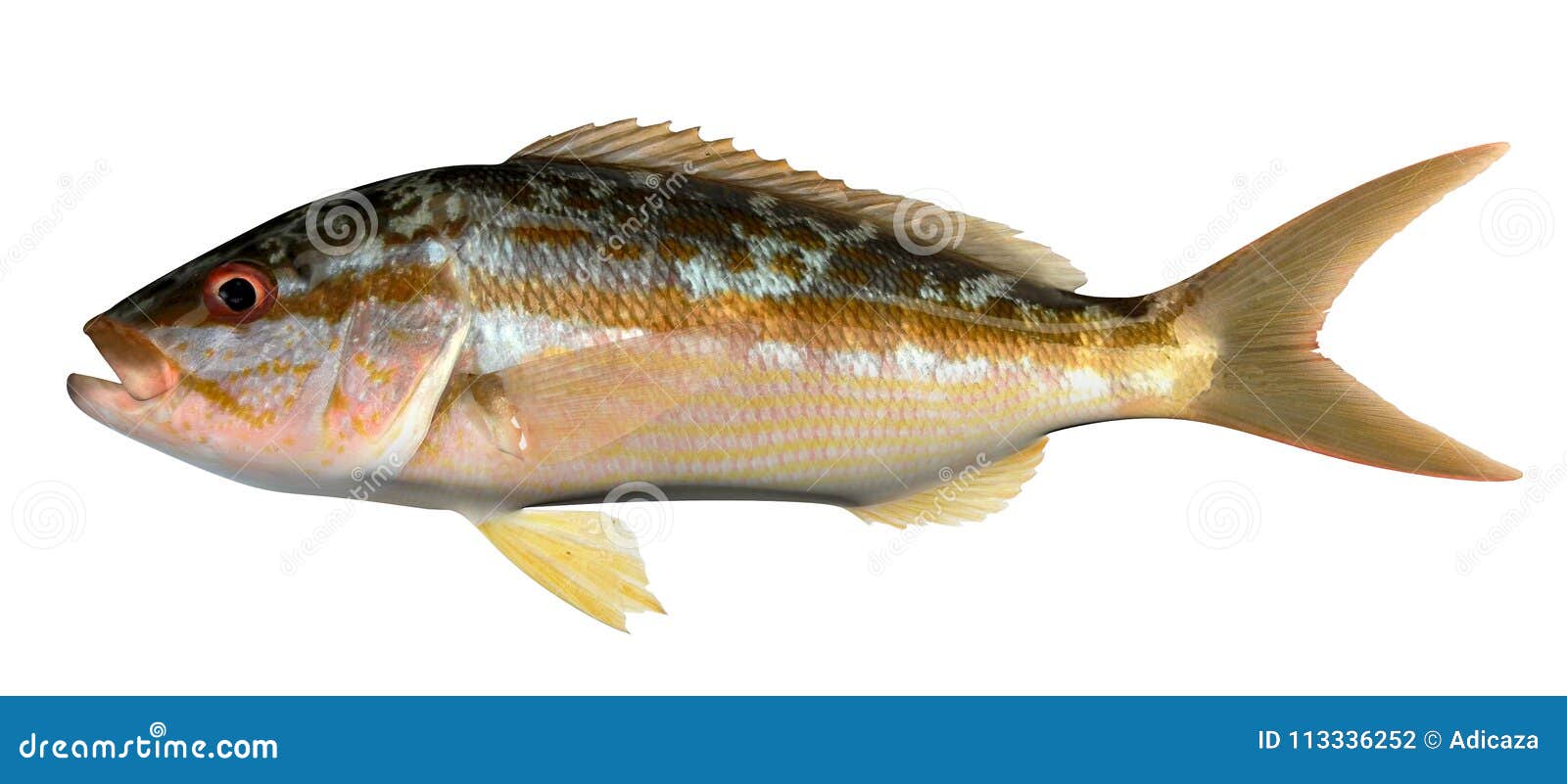 Yellowtail Snapper Stock Illustrations – 3 Yellowtail Snapper Stock ...