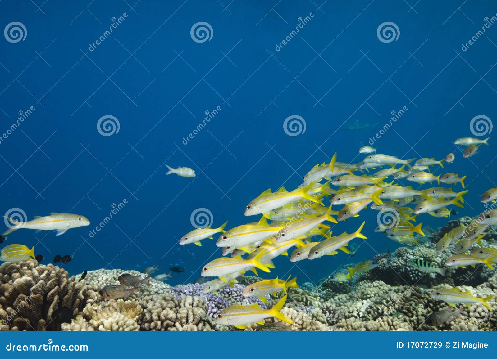 Yellowtail Snapper Ocyurus Chrysurus Stock Image - Image of yellow ...