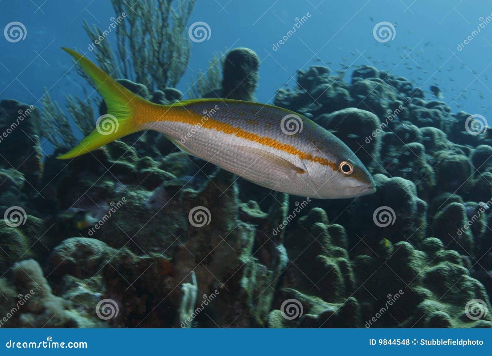 Yellowtail Snapper (Ocyurus Chrysurus) Stock Photo - Image of animal ...