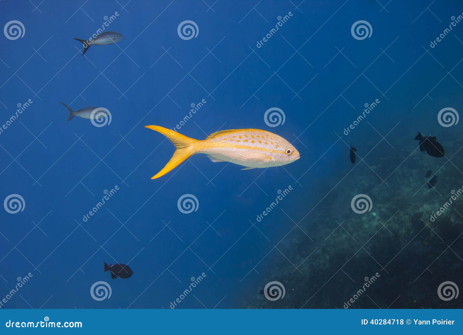 Yellowtail snapper stock photo. Image of ocyurus, grunt - 40284718