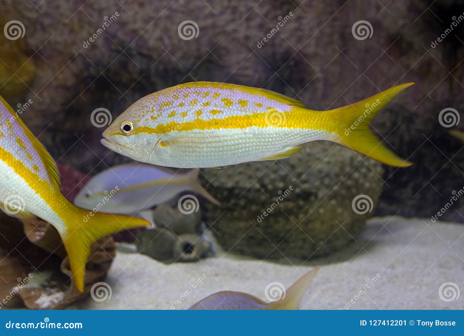 Yellowtail Snapper stock image. Image of nature, marine - 127412201