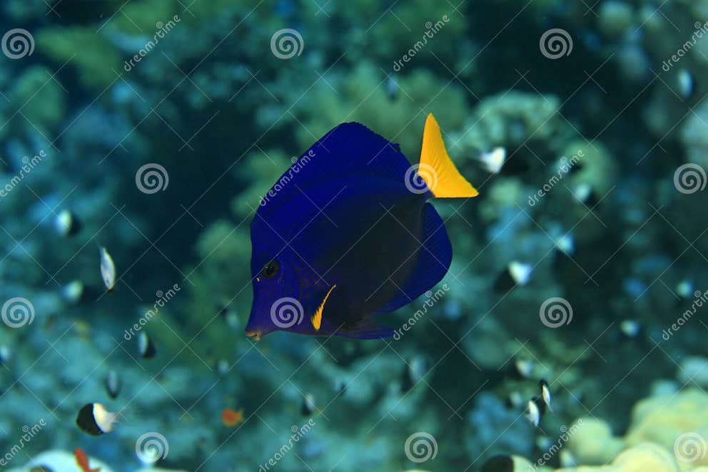 Yellowtail tang stock photo. Image of fish, snorkeling - 22298164