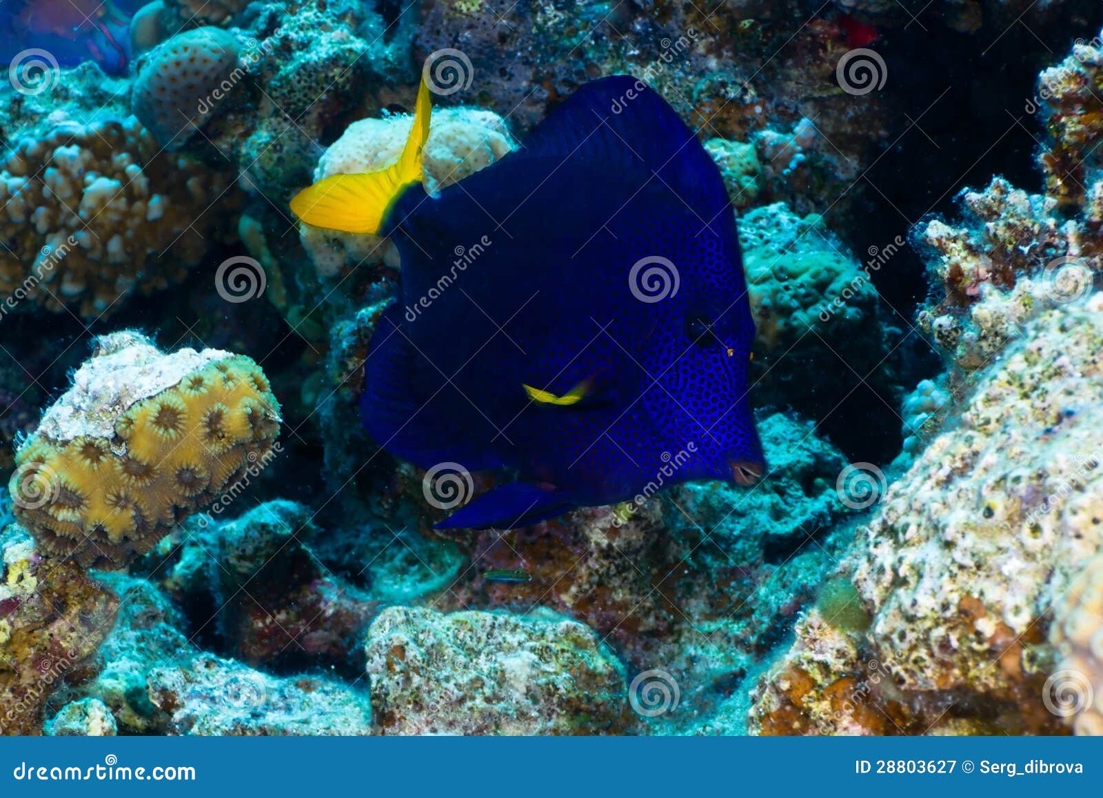Yellowtail tang stock image. Image of yellowtail, zebrasoma - 28803627