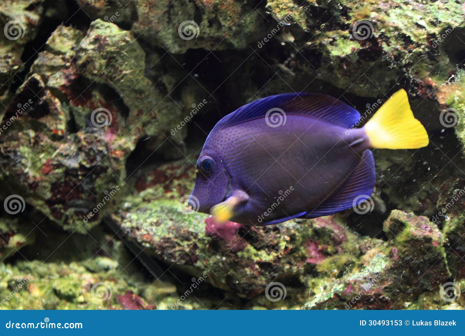 Yellowtail tang stock image. Image of purple, xanthurum - 30493153