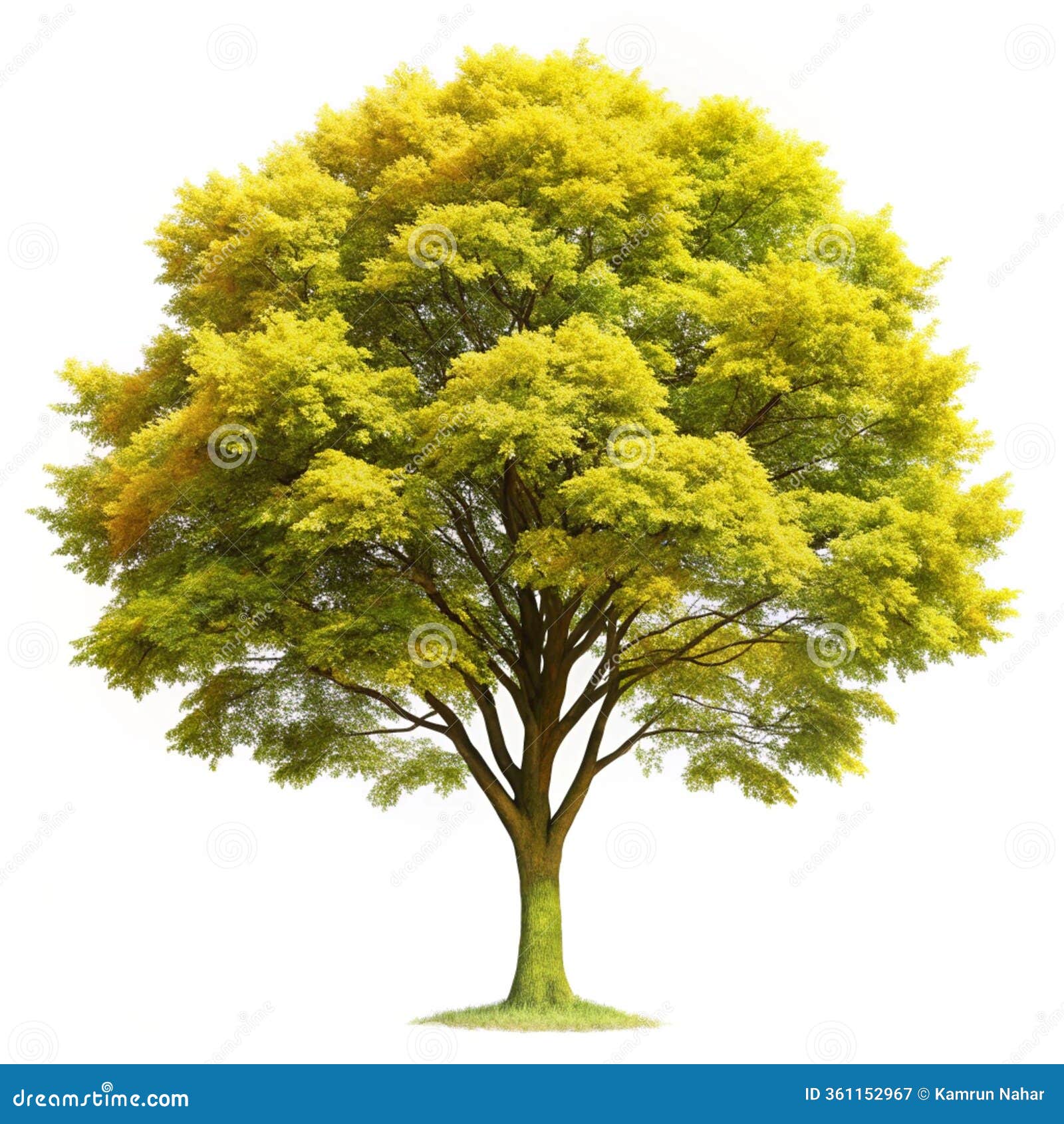 Yellowwood Cartoons, Illustrations & Vector Stock Images - 58 Pictures ...