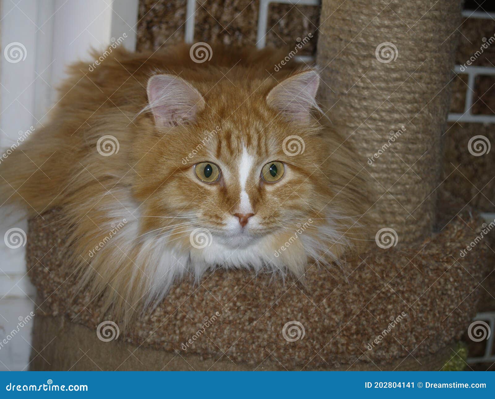 Yelow cat sit stock image. Image of animal, straight - 202804141
