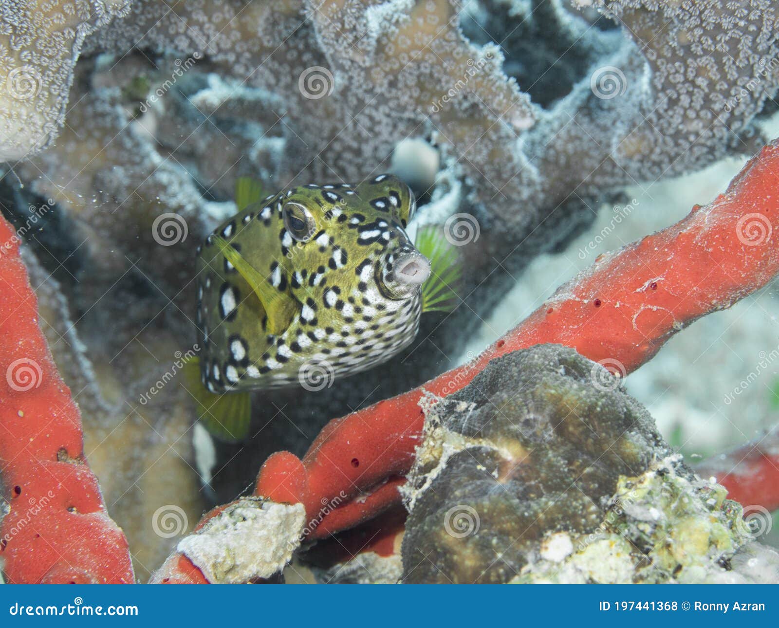 Yelow Cube Fish in the Water of the Ref Sea Reefs Stock Photo - Image ...