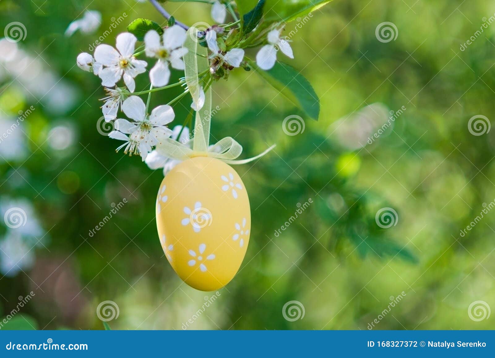 Yelow Easter Eggs on a Cherry Tree,Easter Composition 库存照片 - 图片 包括有 特写 ...