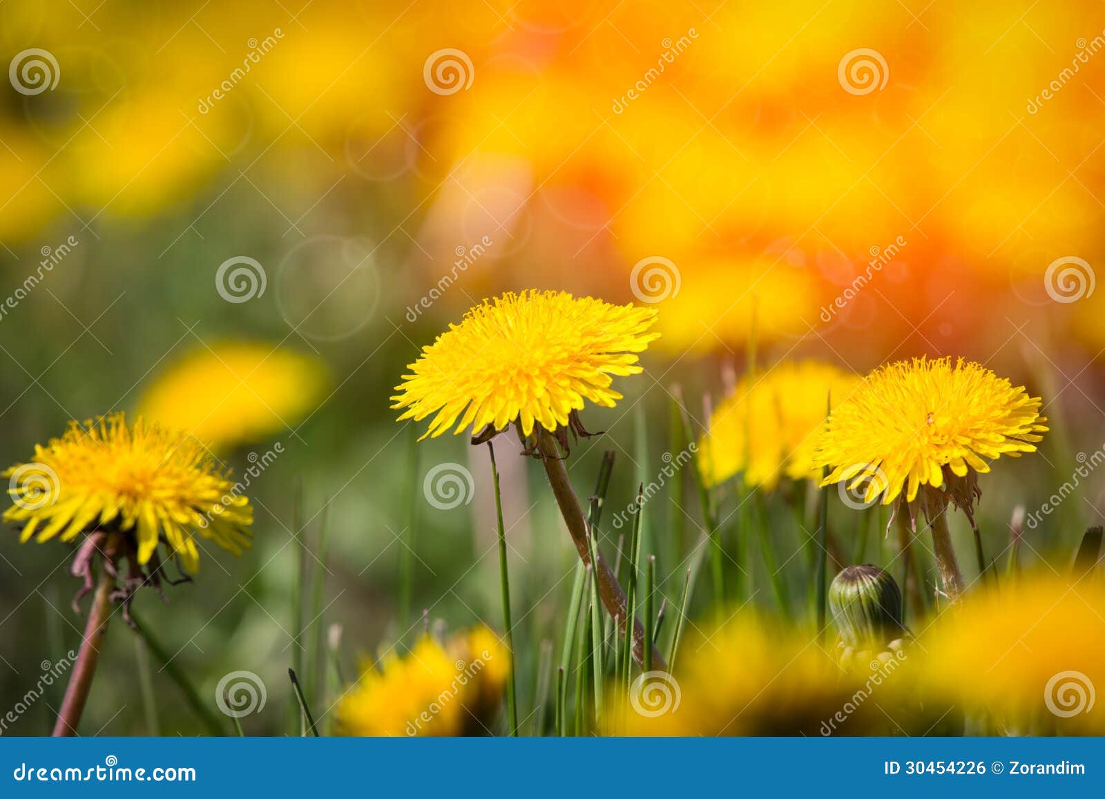 Yelow flower close up stock photo. Image of decoration - 30454226