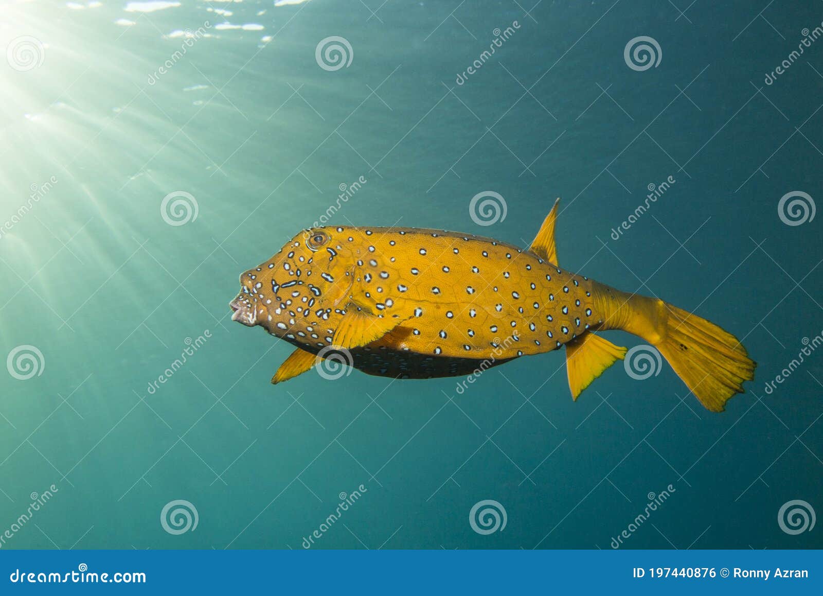 Yelow Kubus Fish in the Ecwater of the Ref Sea Riefs Stock Foto - Image ...