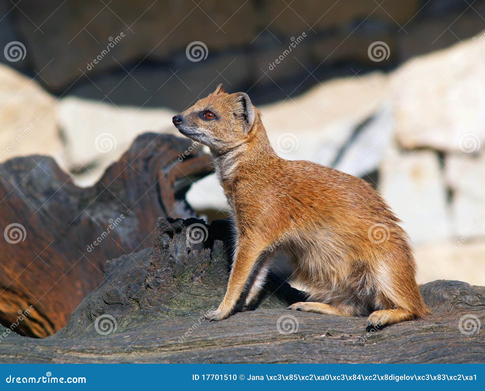 Yelow mongoose stock photo. Image of penicillata, body - 17701510