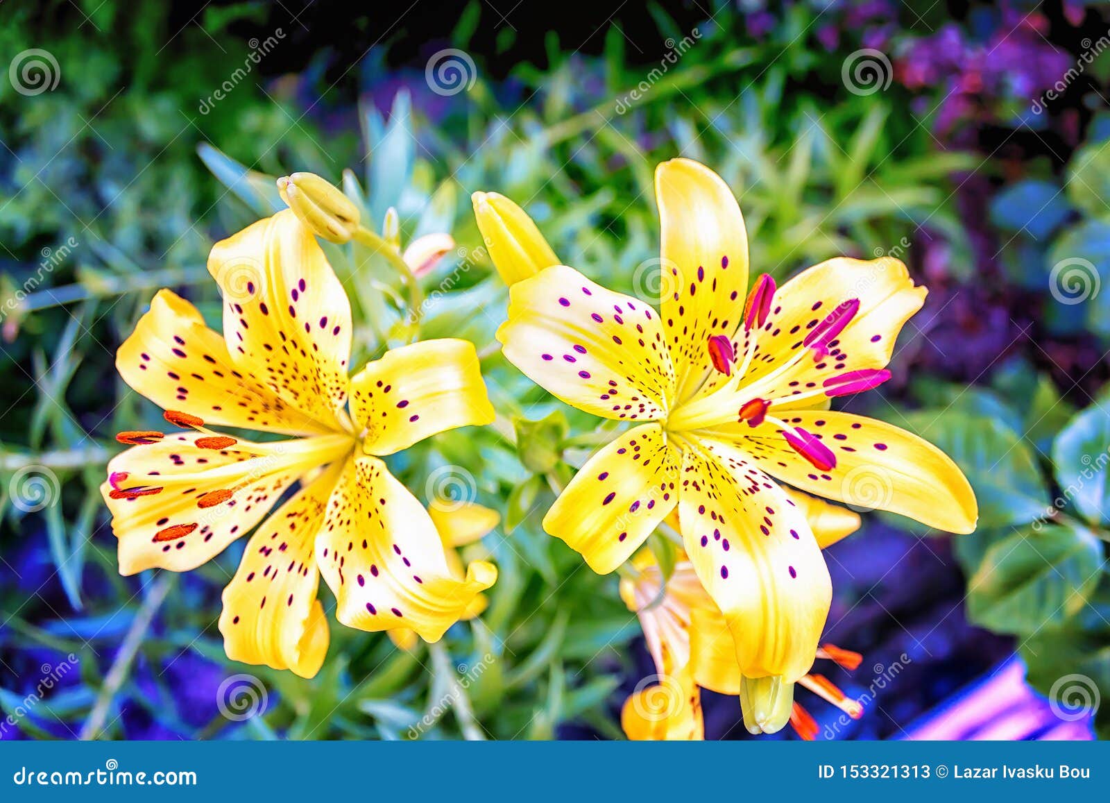 Yelow pink flower close up stock image. Image of color - 153321313