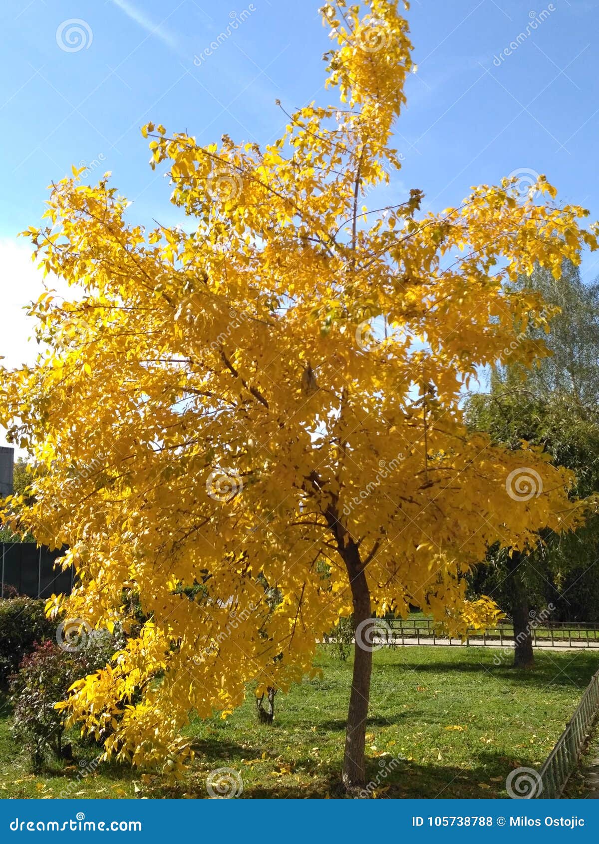 Yelow tree stock photo. Image of niksic, wallpaper, tree - 105738788