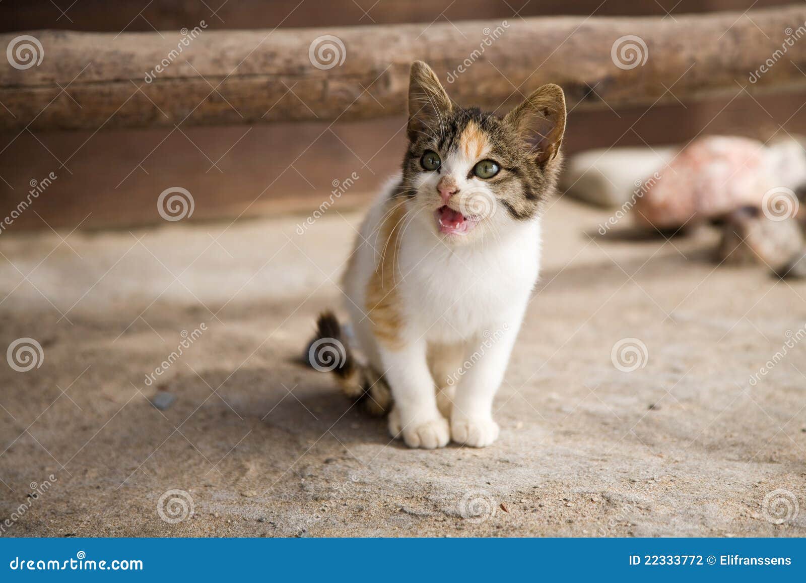 Yelping Kitten stock photo. Image of small, mammal, animal - 22333772