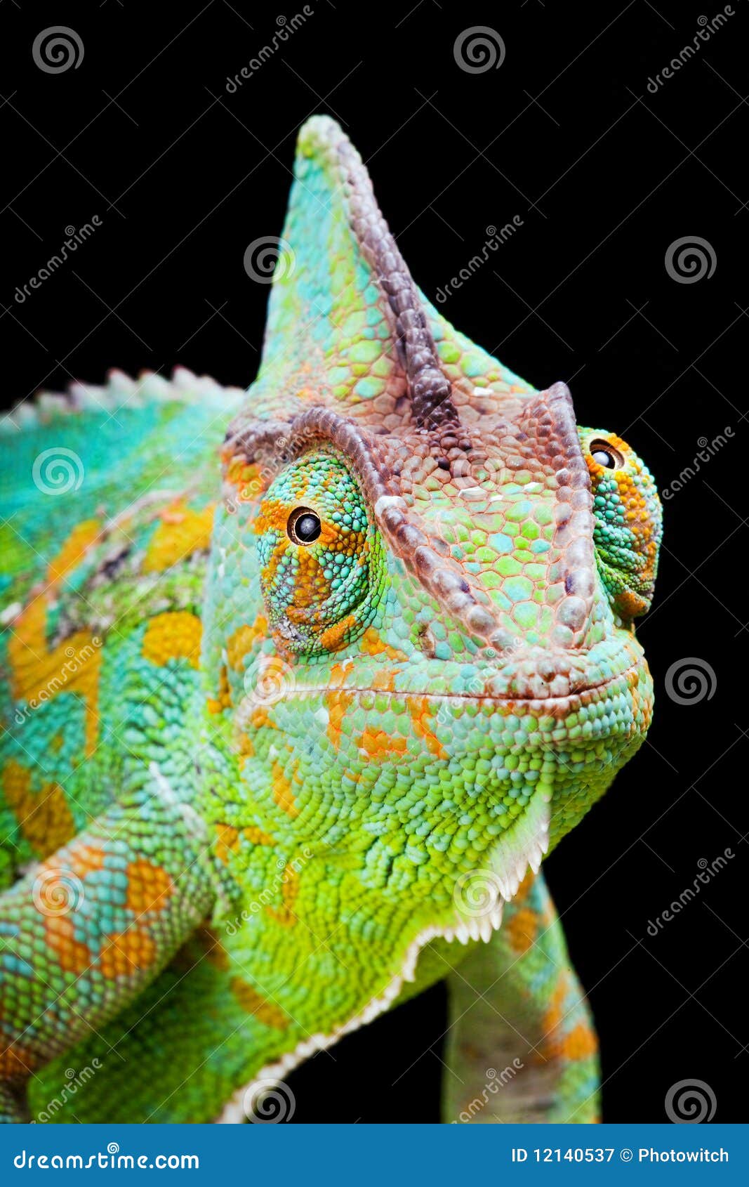 Yemen Chameleon stock image. Image of iguana, veiled - 12140537