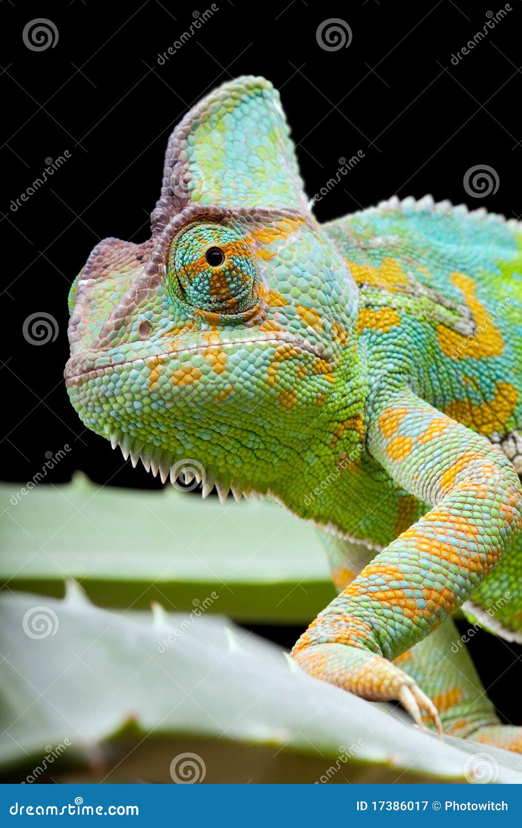 Yemen Chameleon stock image. Image of chamaeleo, green - 17386017