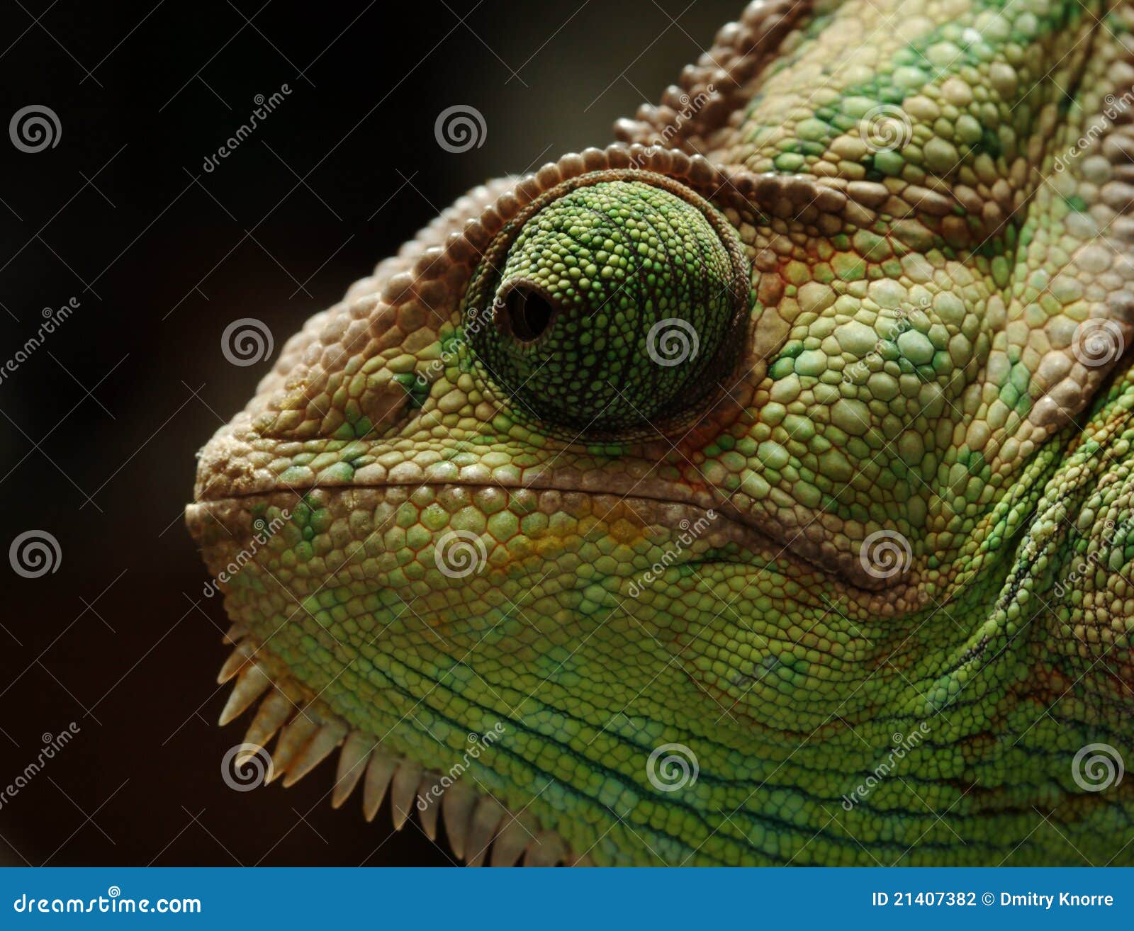 Yemen chameleon stock photo. Image of dark, beauty, colorful - 21407382