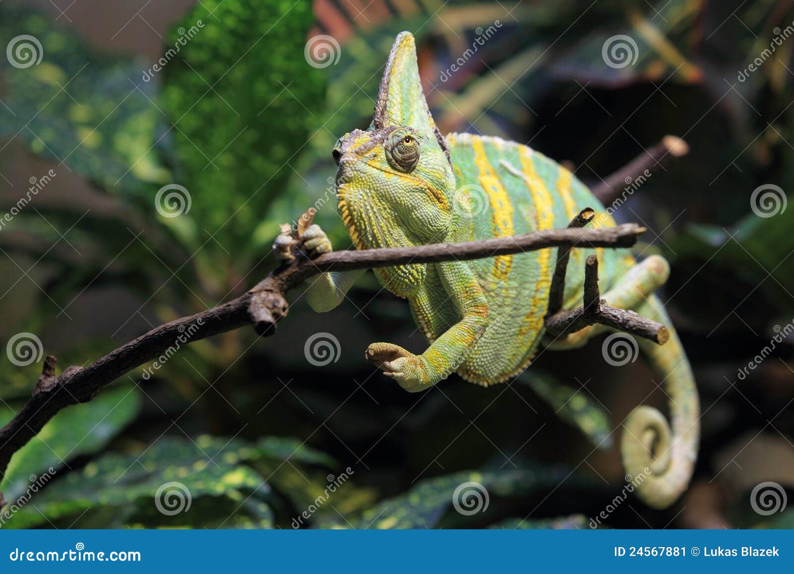 Yemen chameleon stock image. Image of climbing, veiled - 24567881