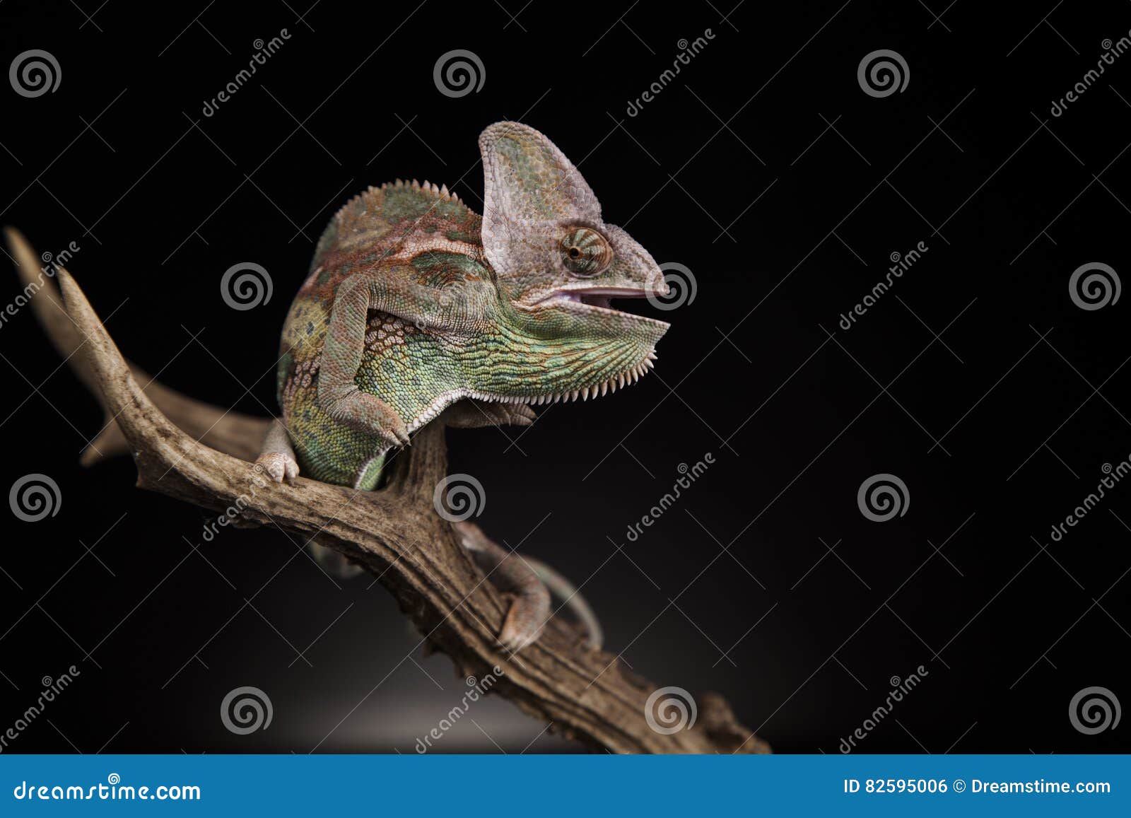 Yemen chameleon stock photo. Image of black, horn, deer - 82595006