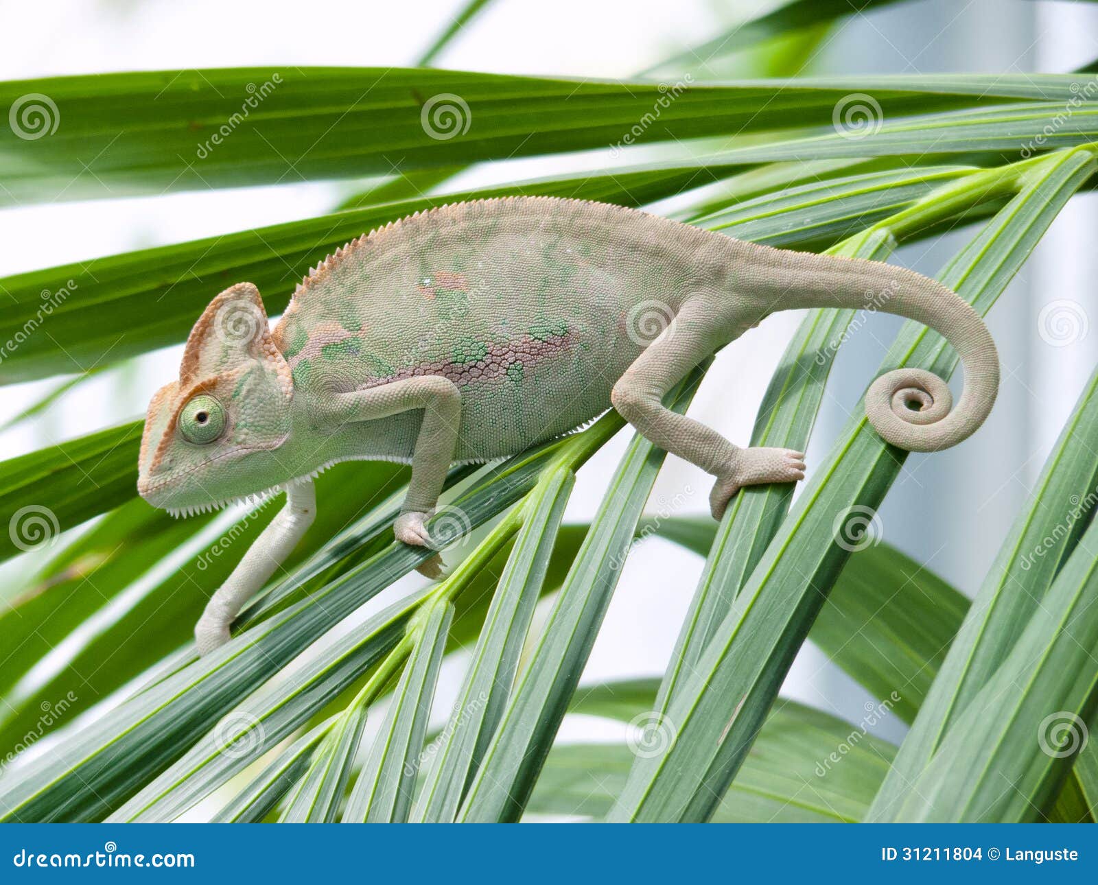 Yemen chameleon stock photo. Image of caudal, reptil - 31211804
