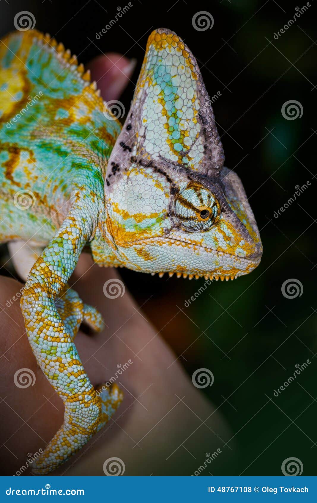 Yemen chameleon stock photo. Image of insectivore, skin - 48767108
