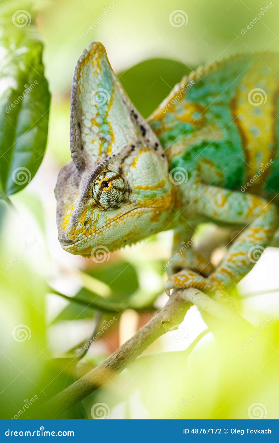Yemen chameleon stock photo. Image of nature, objects - 48767172