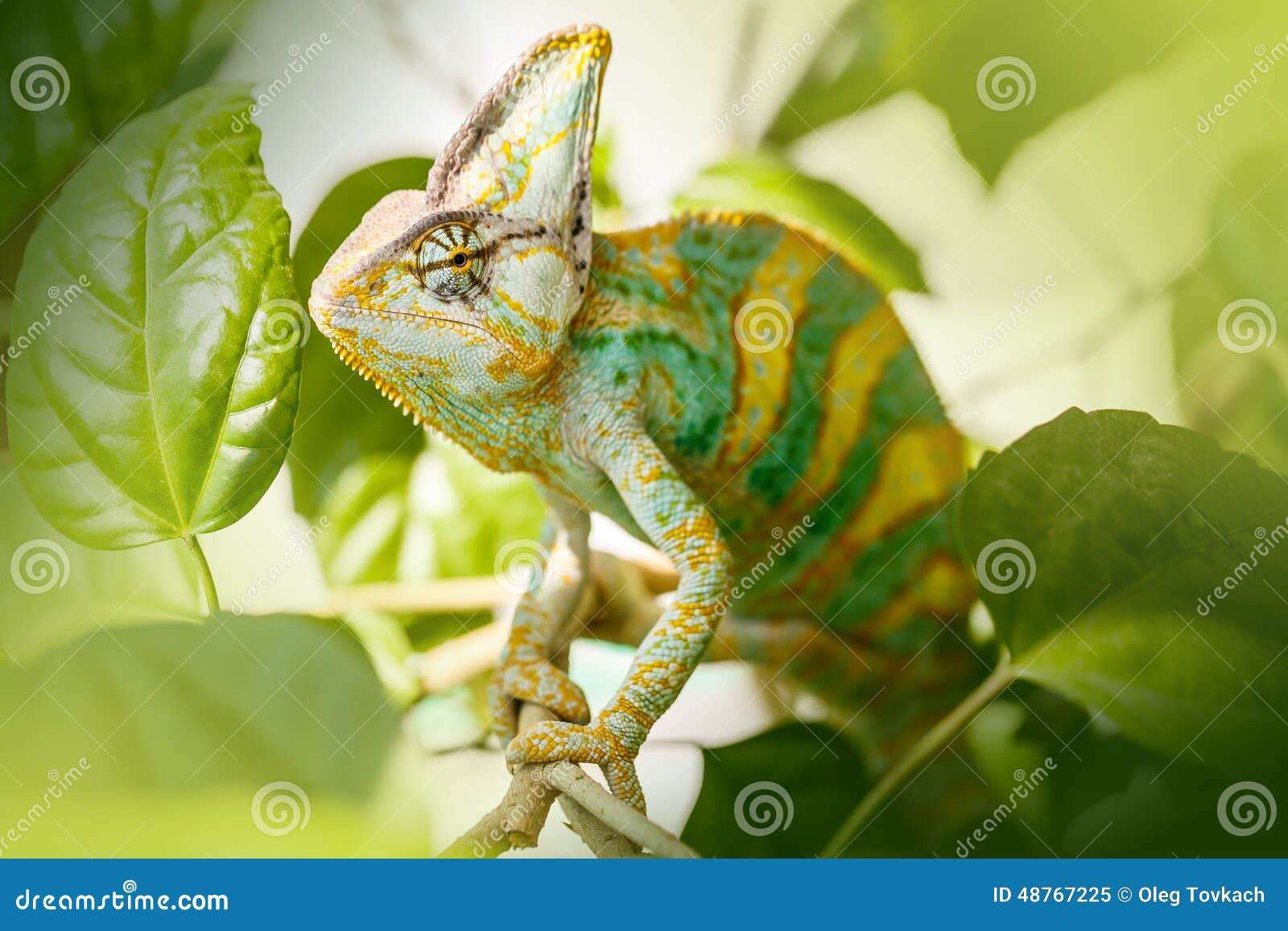 Yemen chameleon stock image. Image of branch, clothing - 48767225