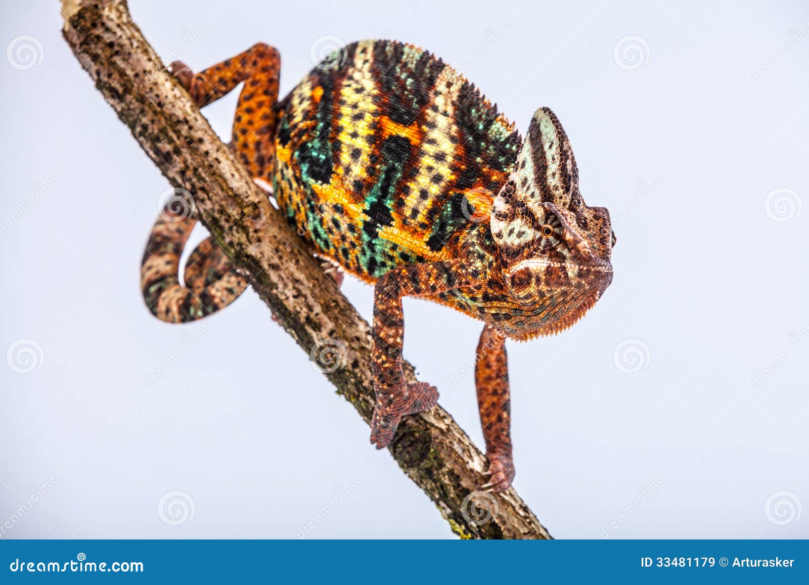 Yemen kameleont fotografering för bildbyråer. Bild av klättring - 33481179