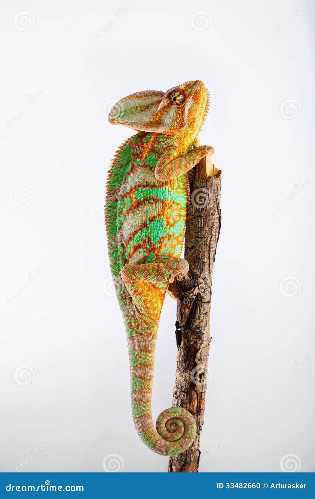 Yemen kameleont arkivfoto. Bild av limma, amfibiansk - 33482660