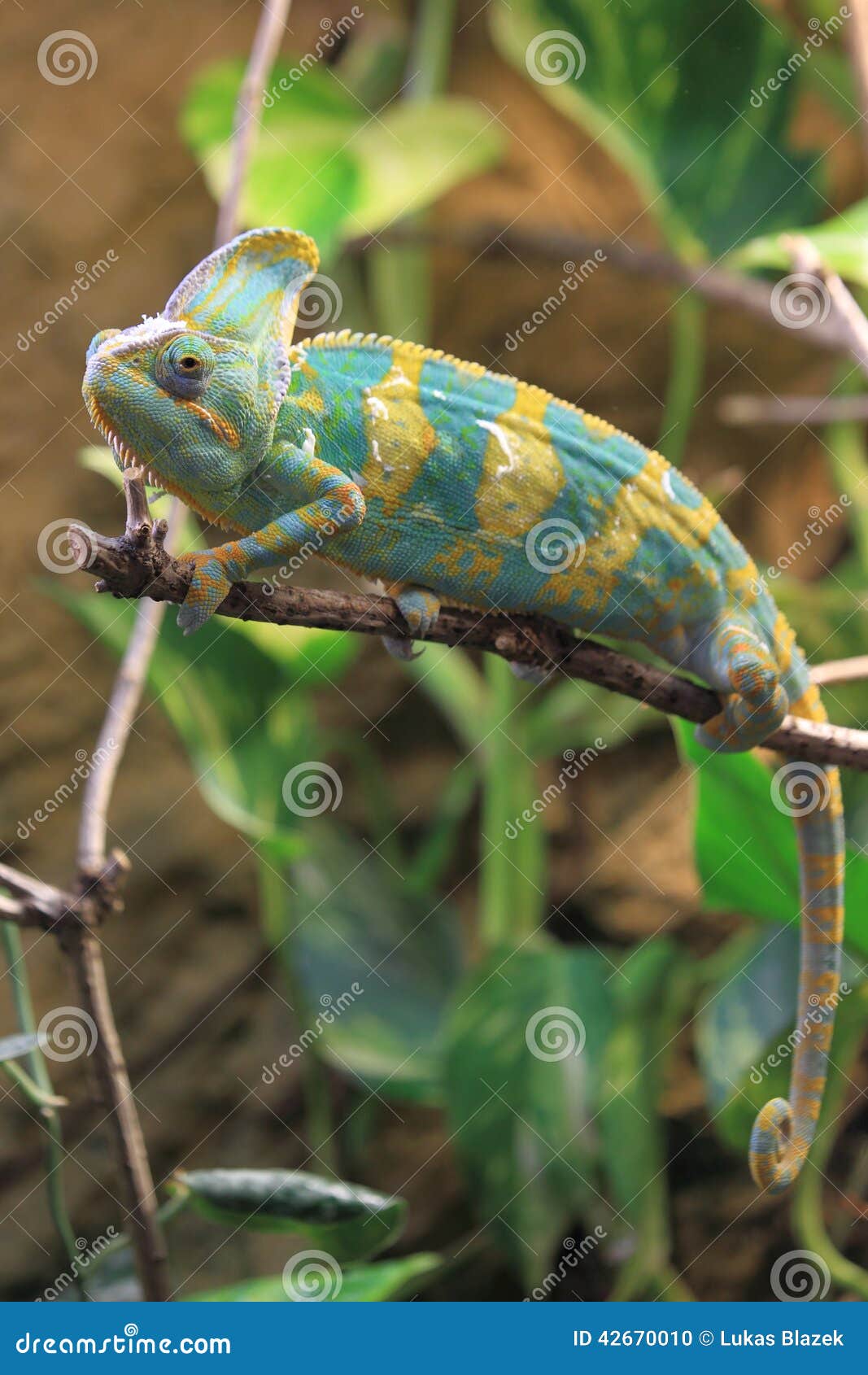Yemen kameleont arkivfoto. Bild av kameleont, angus, beslöjat - 42670010
